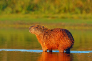 Animals in Brazil: 31 Iconic Animals You Will Find in Brazil • I Heart ...
