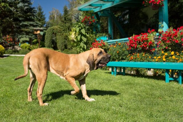 Brazilian Mastiff - Full Profile of the Fila Brasileiro • I Heart Brazil