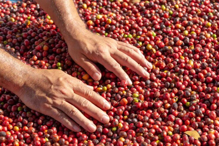 Brazilian Coffee Guide (Brands, Facts, & Brewing Tips) • I Heart Brazil