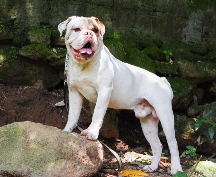 Brazilian Bulldog - The Full Profile of the Campeiro Bulldog • I Heart ...