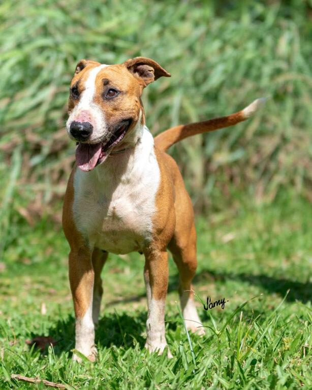 5 Brazilian Dog Breeds You Need to Know • I Heart Brazil