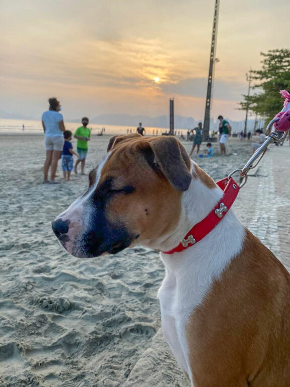 Brazilian Dogo - The Full Profile of the Bull Boxer • I Heart Brazil