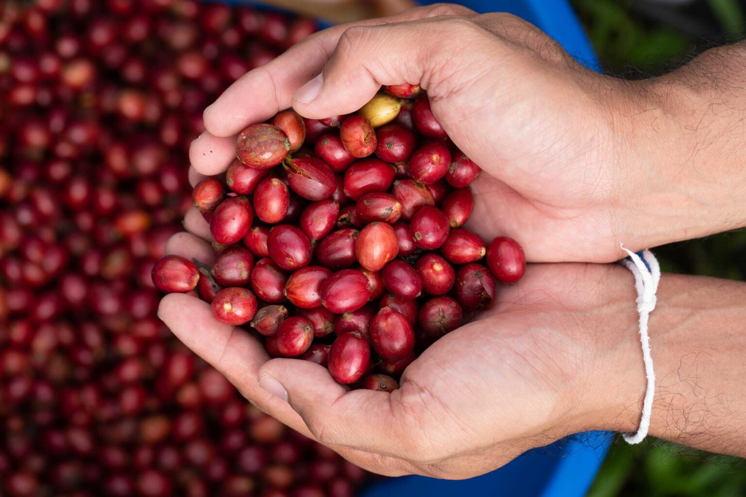 Brazilian Coffee Guide (Brands, Facts, & Brewing Tips) • I Heart Brazil