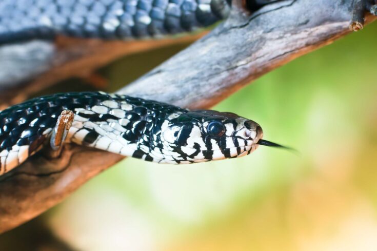 12 Striking Amazon Rainforest Snakes • I Heart Brazil