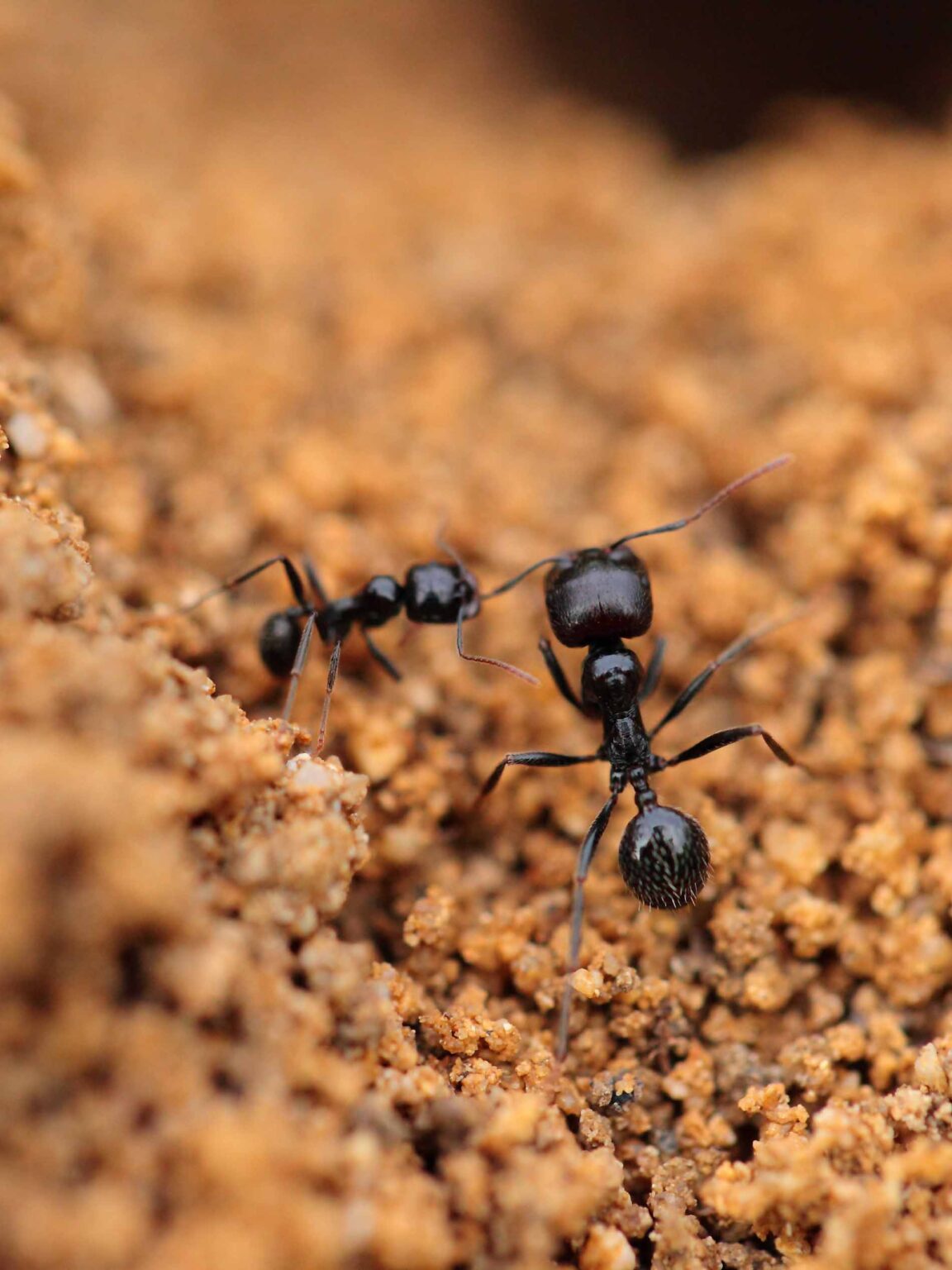 14 Cool Amazon Rainforest Insects • I Heart Brazil