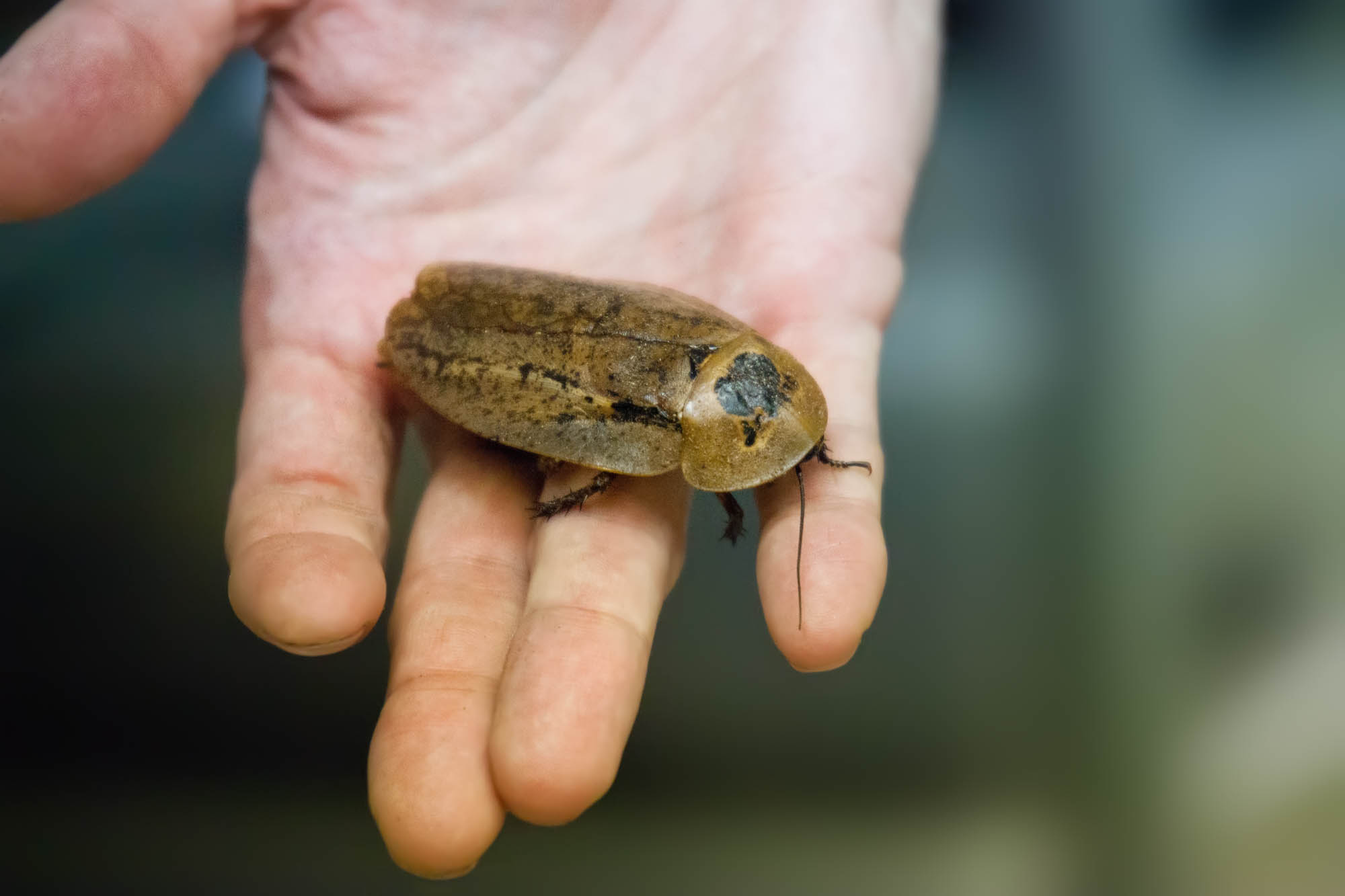 14 Cool Amazon Rainforest Insects • I Heart Brazil