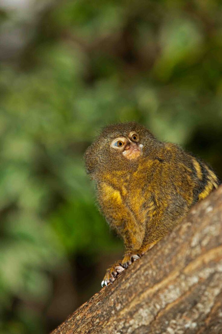 11 Incredible Amazon Rainforest Monkeys • I Heart Brazil